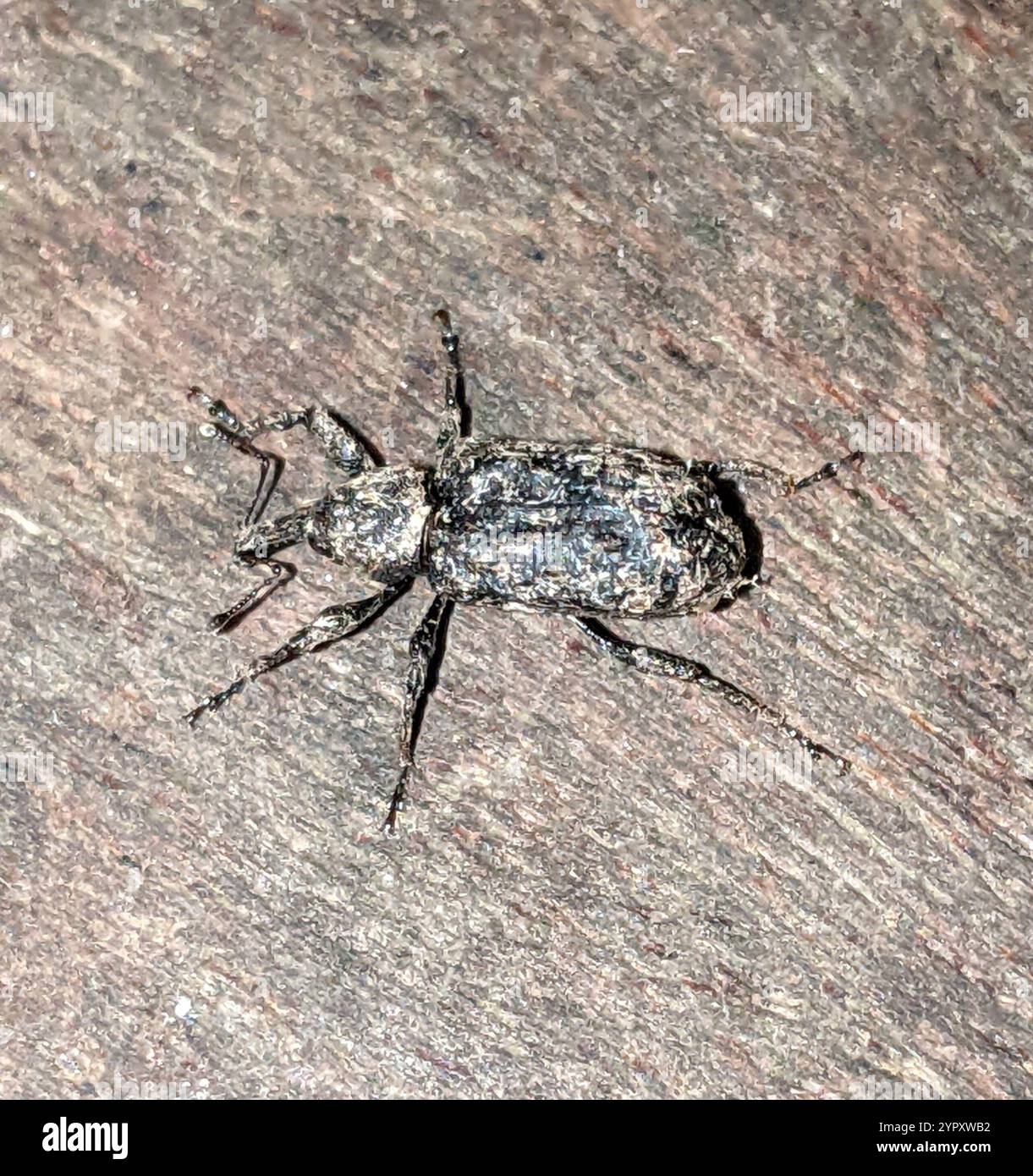 True Weevils (Curculionidae Stock Photo - Alamy