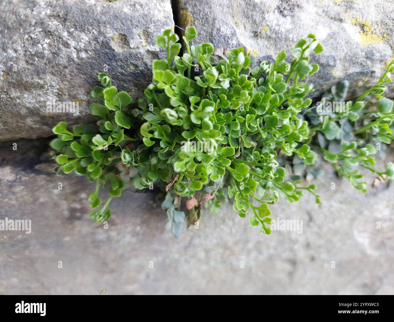 wall-rue (Asplenium ruta-muraria Stock Photo - Alamy