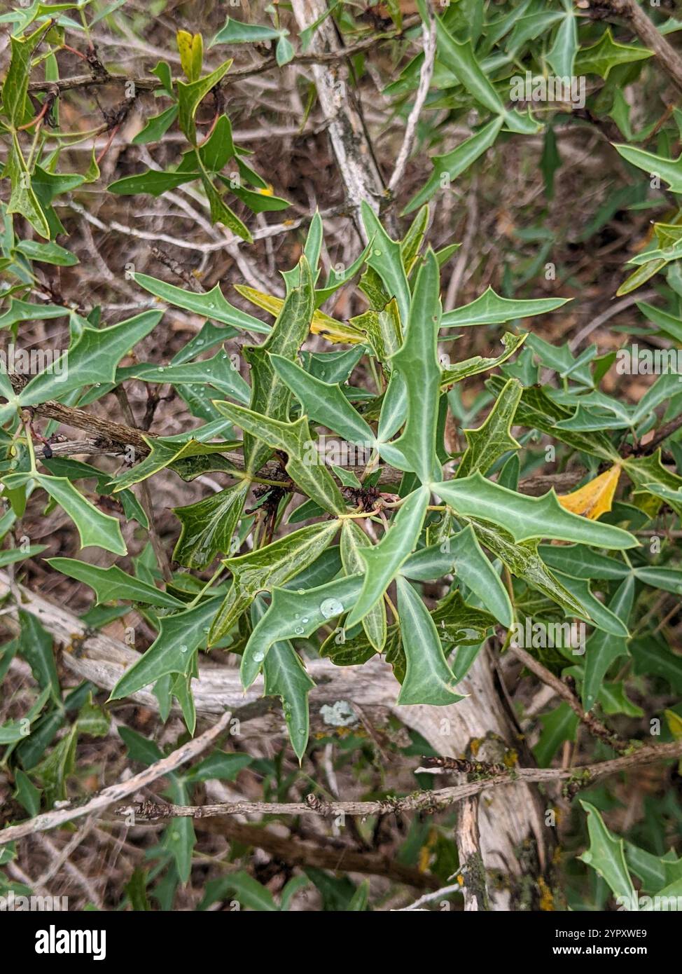 Agarita hi-res stock photography and images - Alamy
