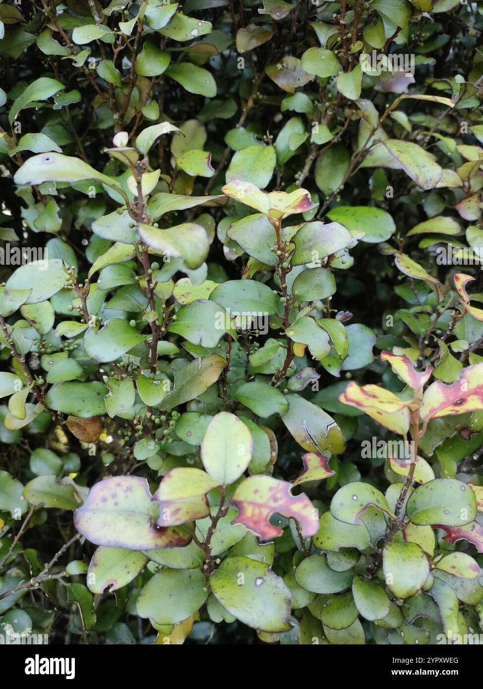 Mountain Horopito (Pseudowintera colorata Stock Photo - Alamy