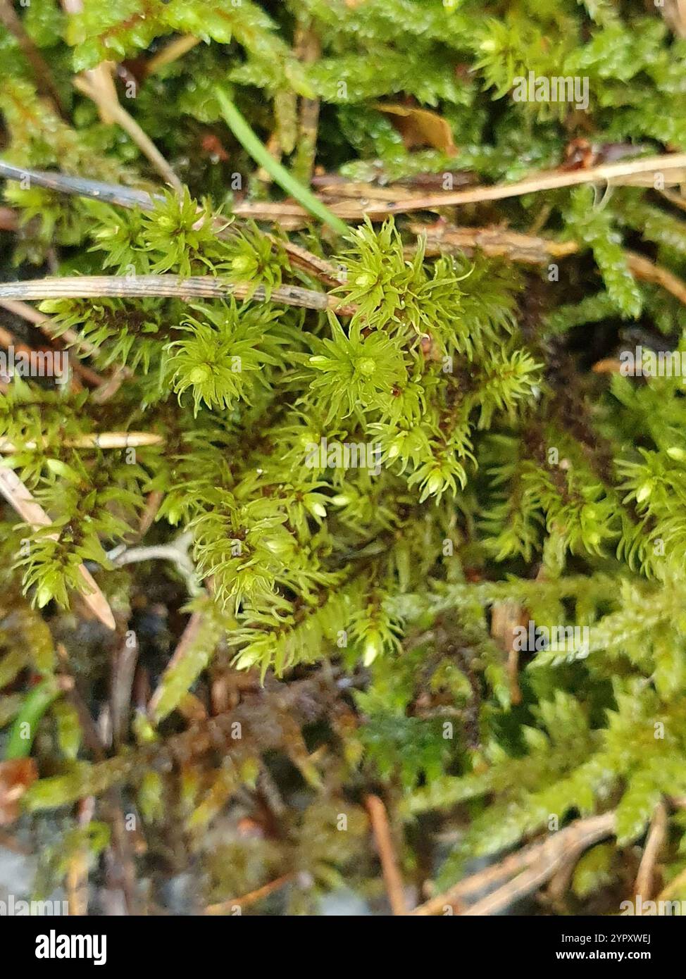 ribbed bog moss (Aulacomnium palustre Stock Photo - Alamy