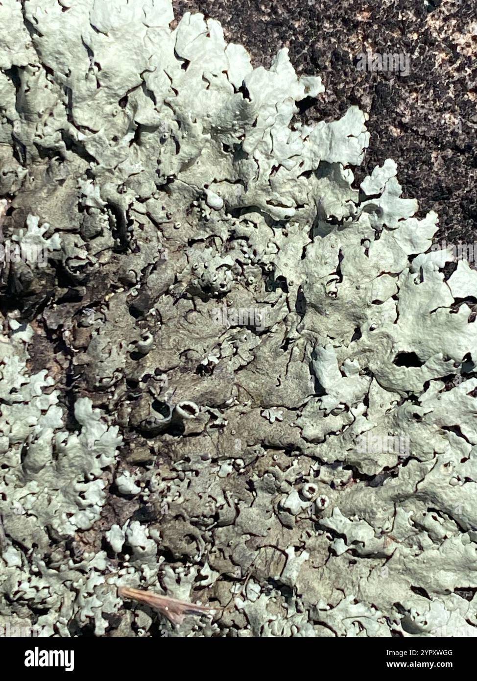 common greenshield lichen (Flavoparmelia caperata Stock Photo - Alamy