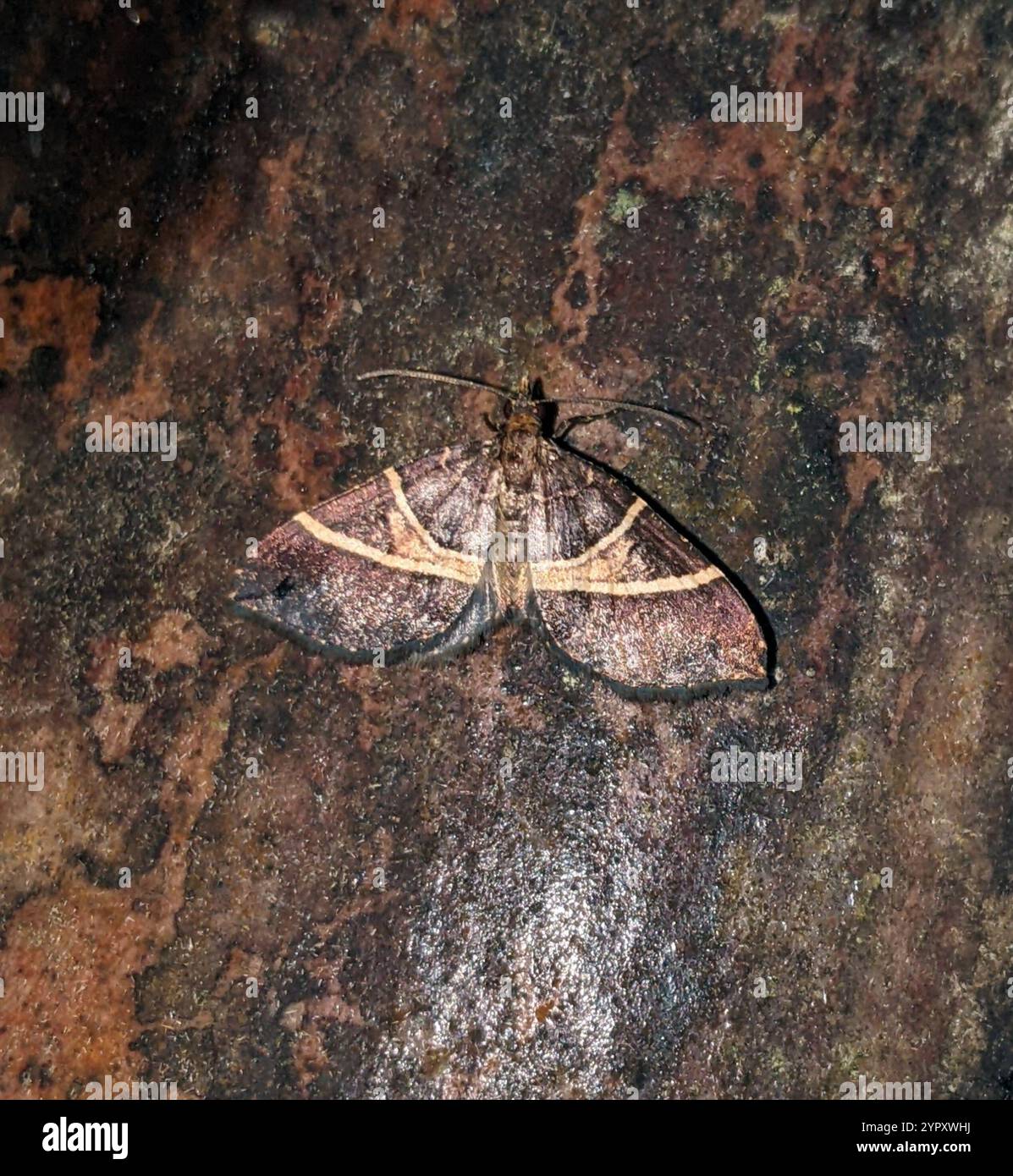 Carpet Moths (Larentiinae Stock Photo - Alamy