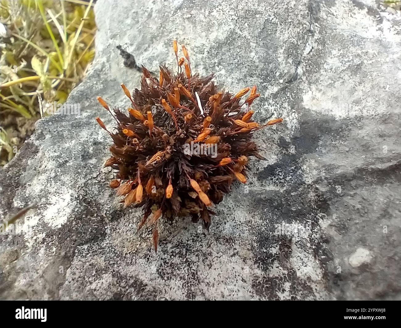 Anomalous Bristle-moss (Orthotrichum anomalum Stock Photo - Alamy
