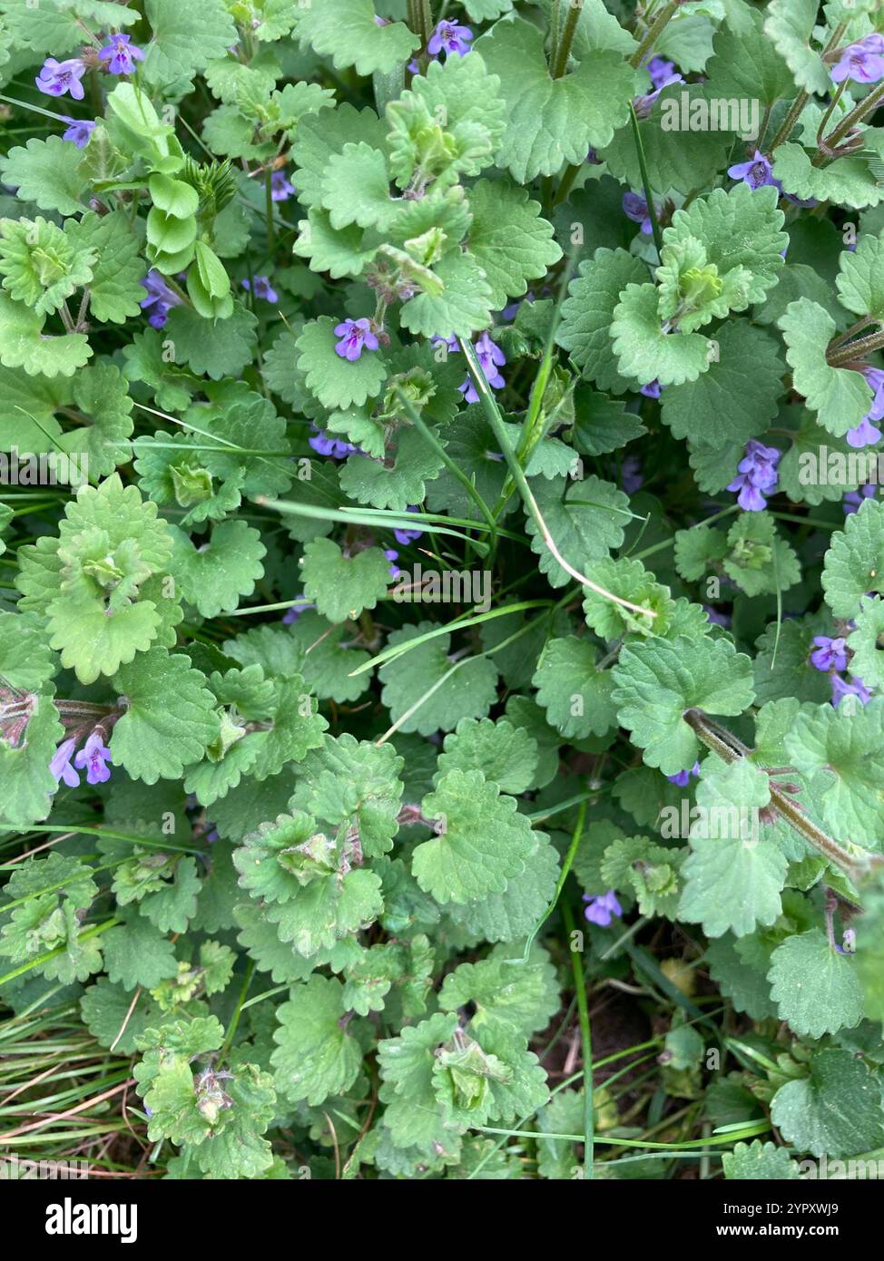 ground-ivy (Glechoma hederacea Stock Photo - Alamy