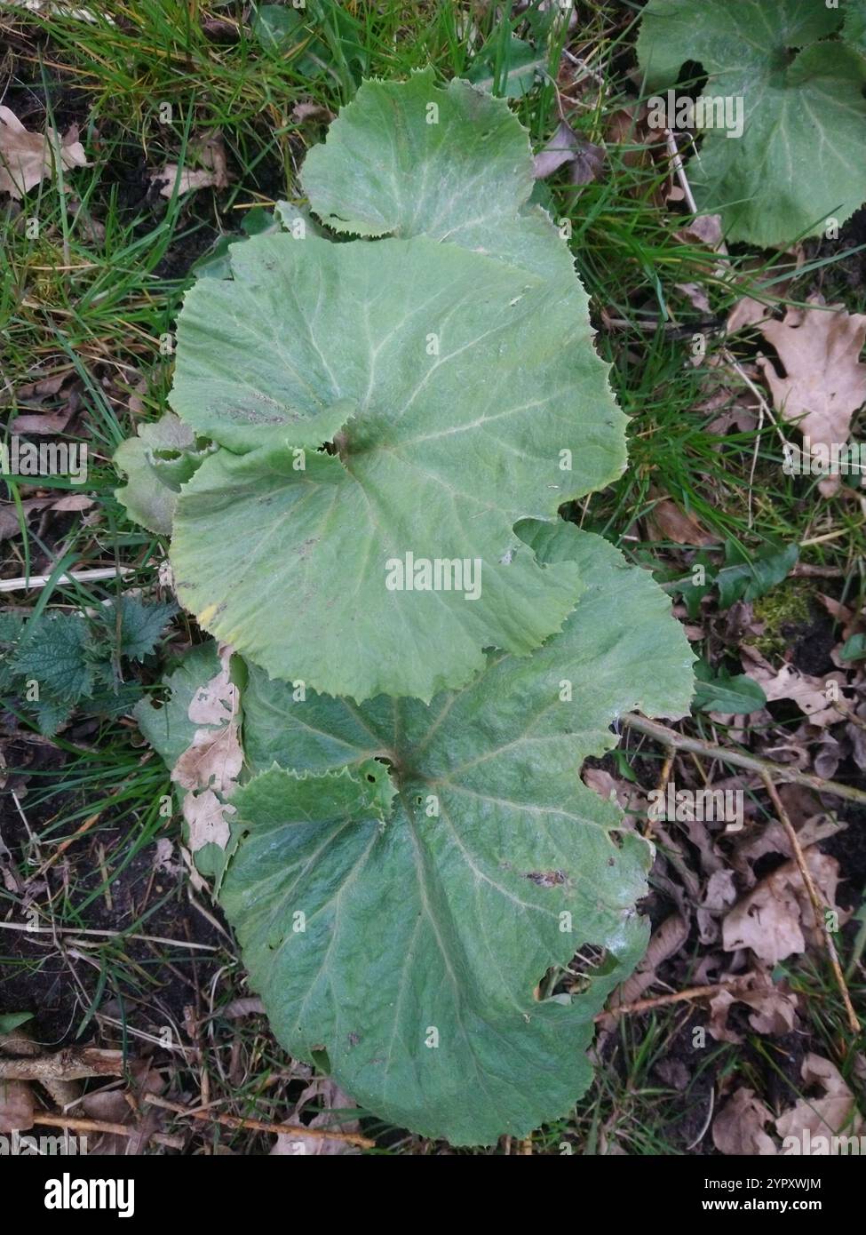 Giant Butterbur (Petasites japonicus Stock Photo - Alamy