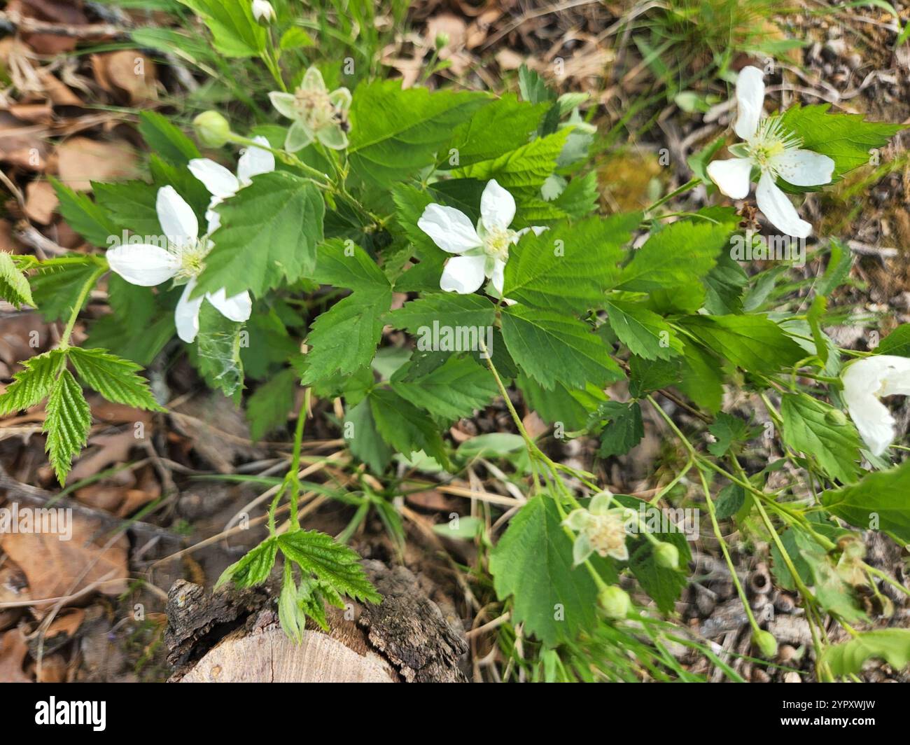 Common Dewberry (Rubus flagellaris Stock Photo - Alamy