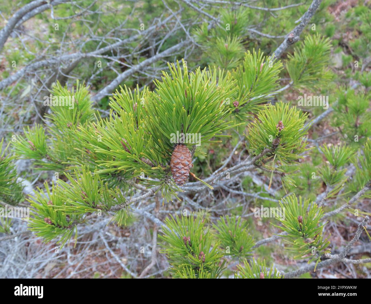 lodgepole pine (Pinus contorta Stock Photo - Alamy