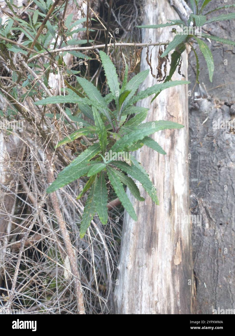 coastal burnweed (Senecio minimus Stock Photo - Alamy