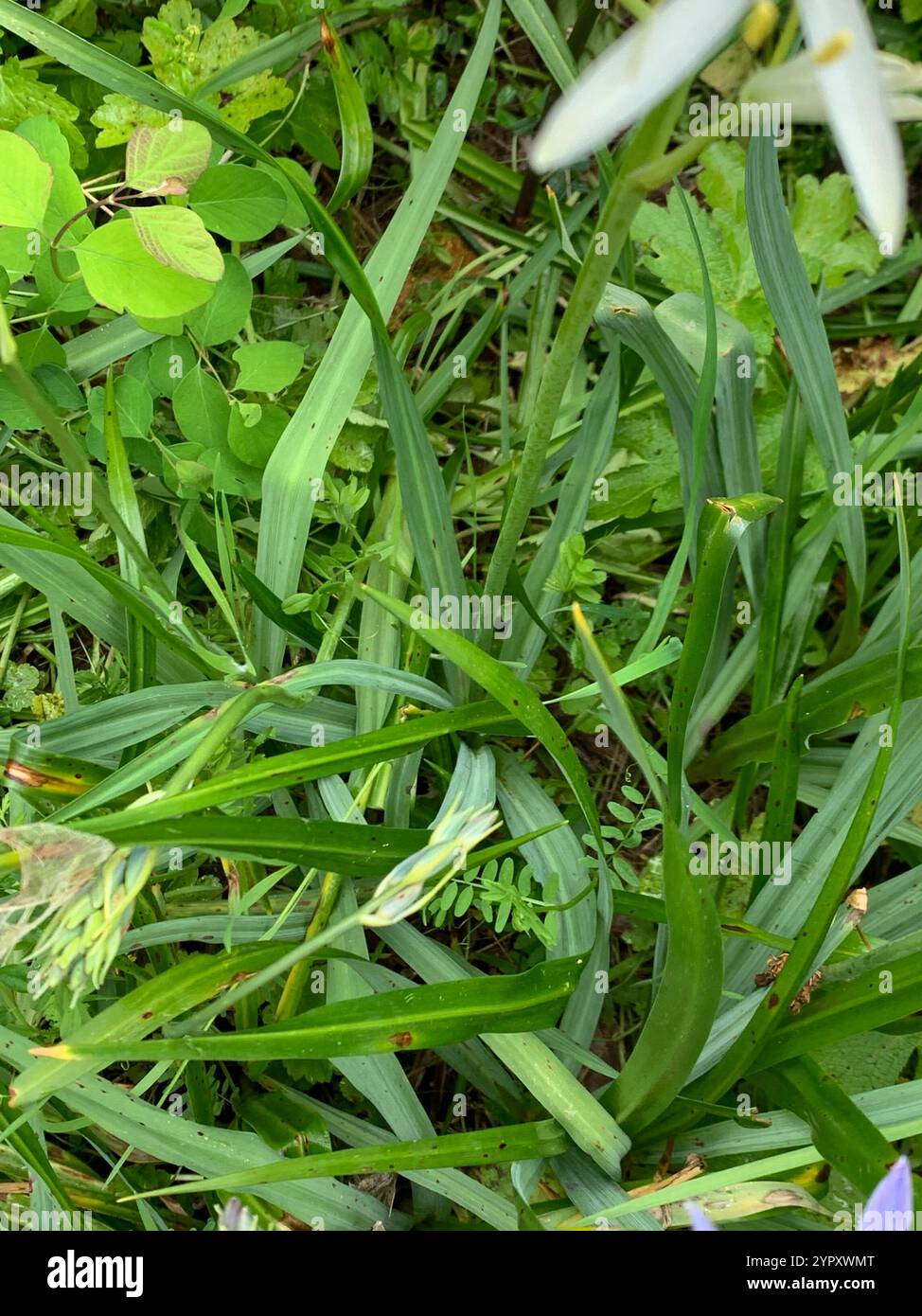 great camas (Camassia leichtlinii Stock Photo - Alamy