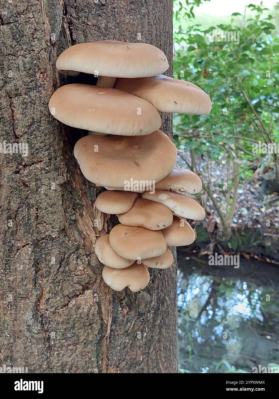 Tawaka (Cyclocybe parasitica Stock Photo - Alamy
