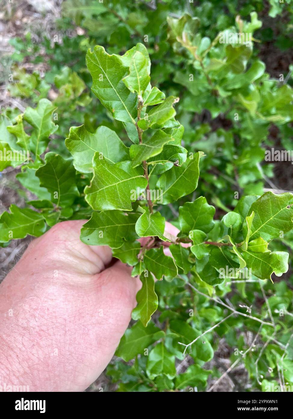 Shin oak hi-res stock photography and images - Alamy