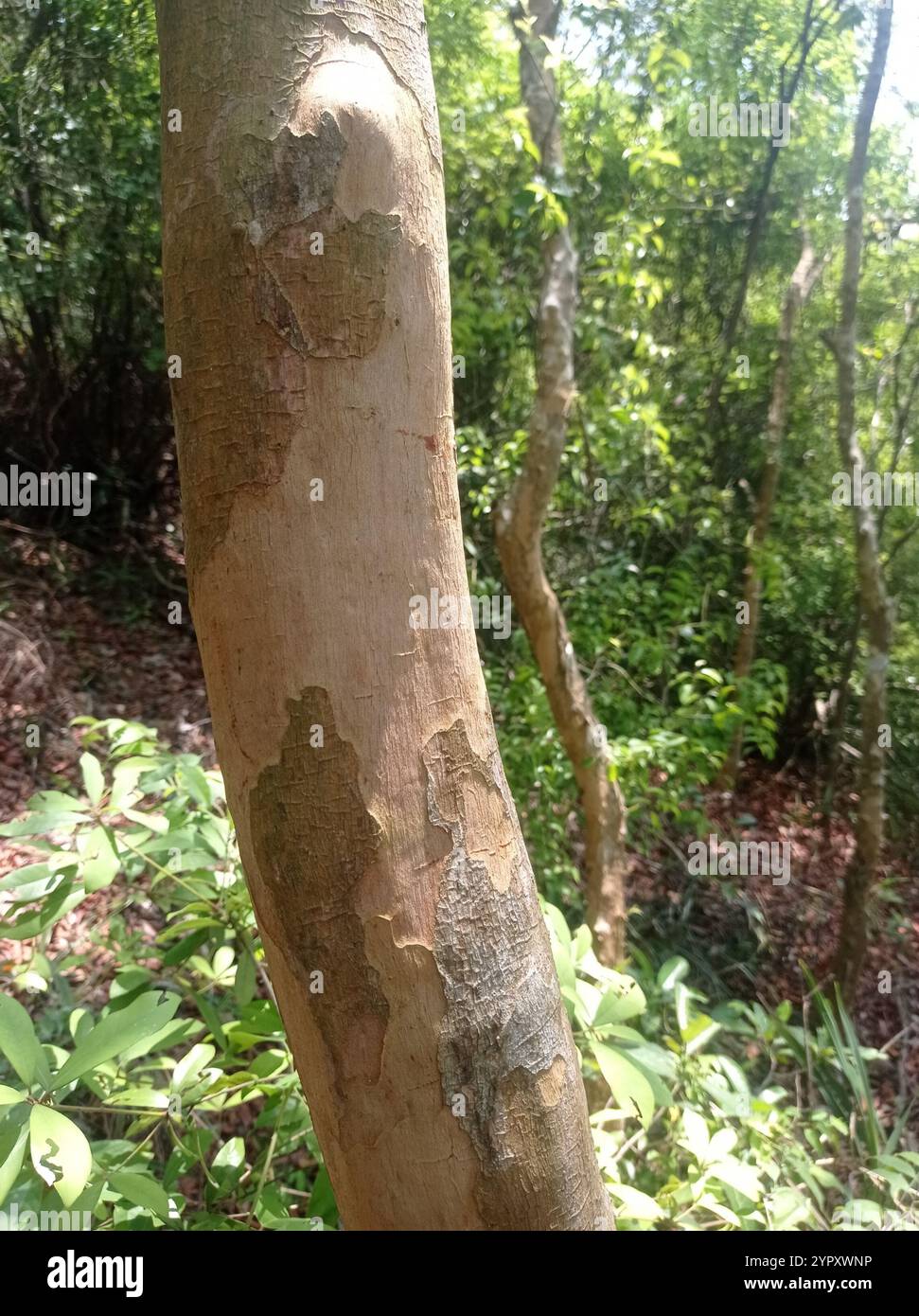 Chinese Gugertree (Schima superba Stock Photo - Alamy