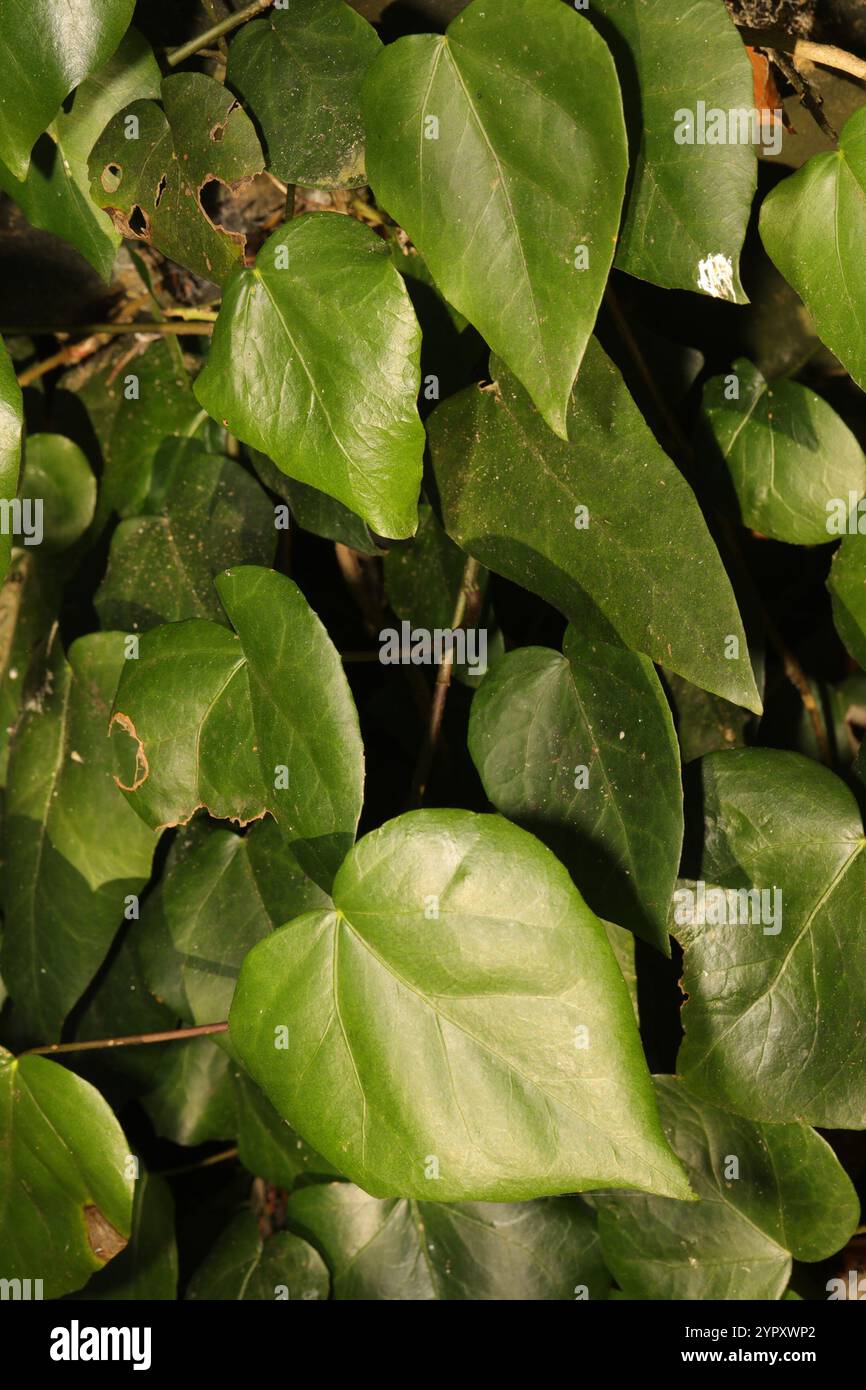 Persian Ivy (Hedera colchica Stock Photo - Alamy
