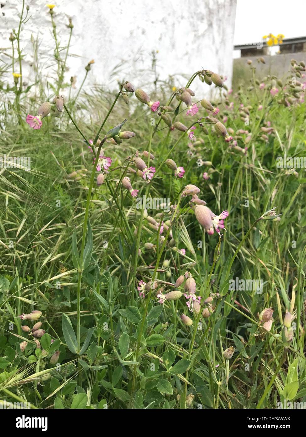 bladder campion (Silene vulgaris Stock Photo - Alamy