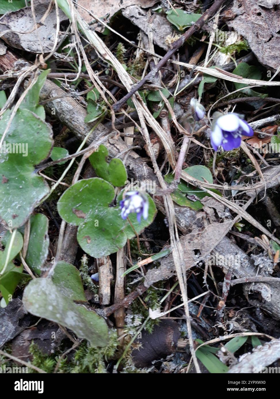Liverleaf (Hepatica nobilis Stock Photo - Alamy
