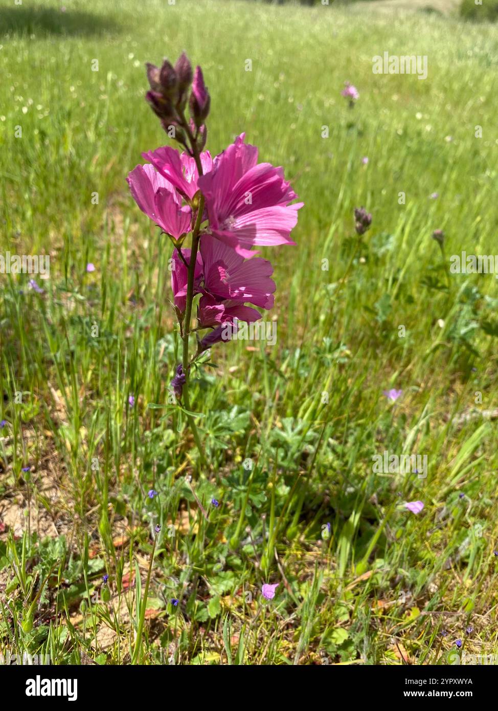 checkerbloom (Sidalcea malviflora Stock Photo - Alamy