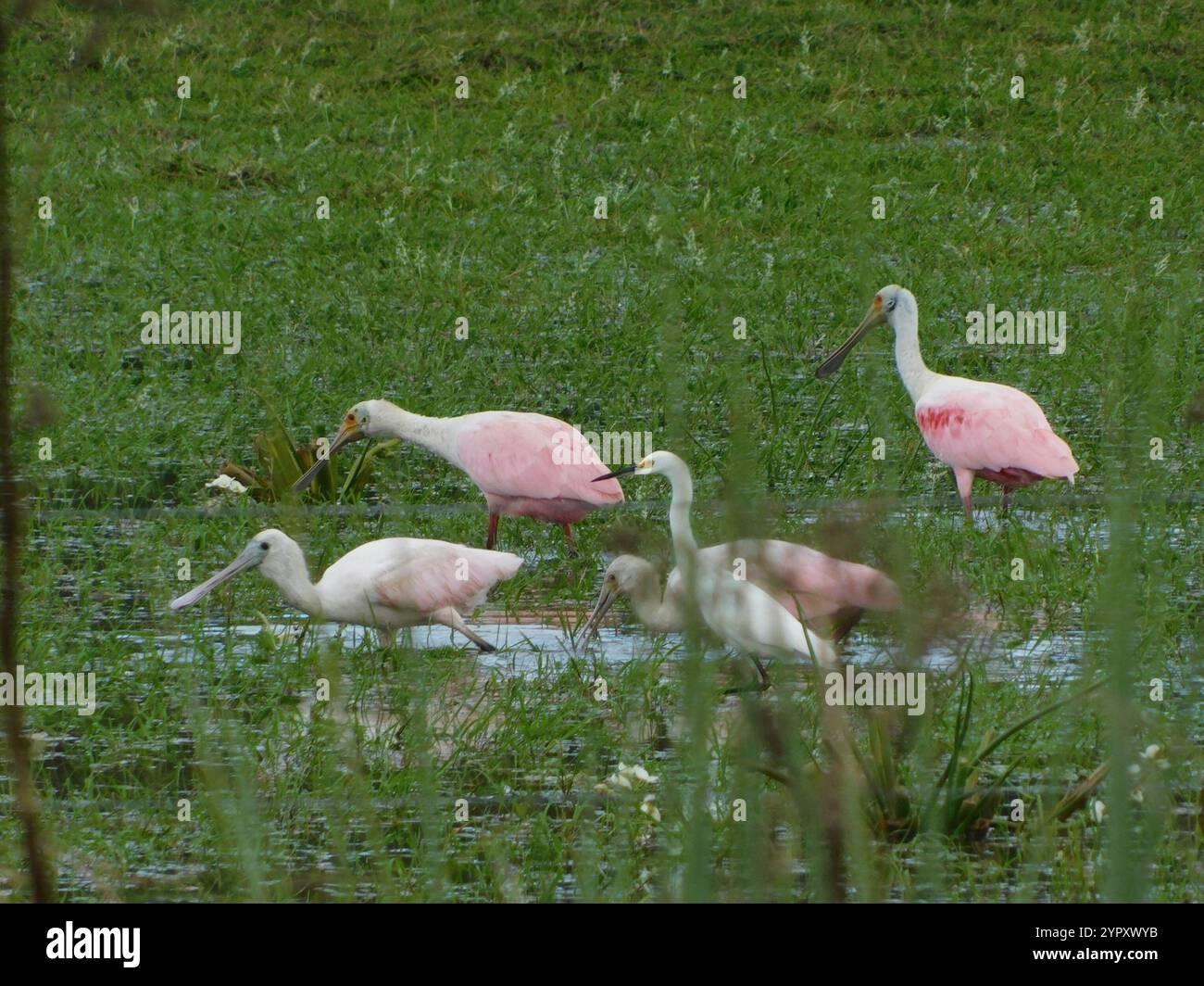 Roseate Spoonbill (Platalea ajaja Stock Photo - Alamy