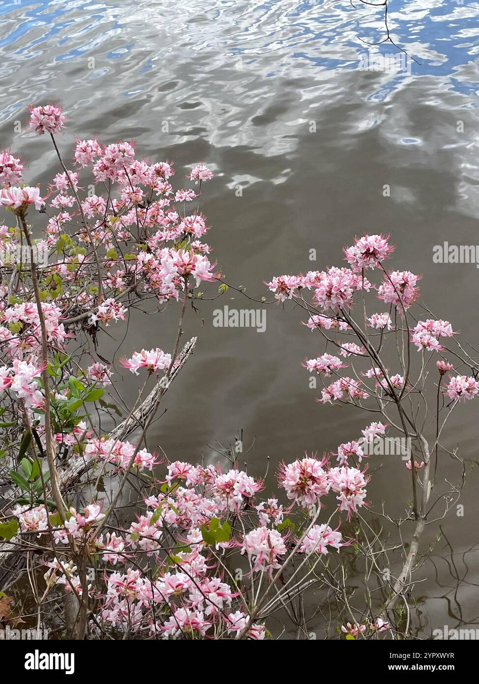 Pinxter Flower (Rhododendron periclymenoides Stock Photo - Alamy