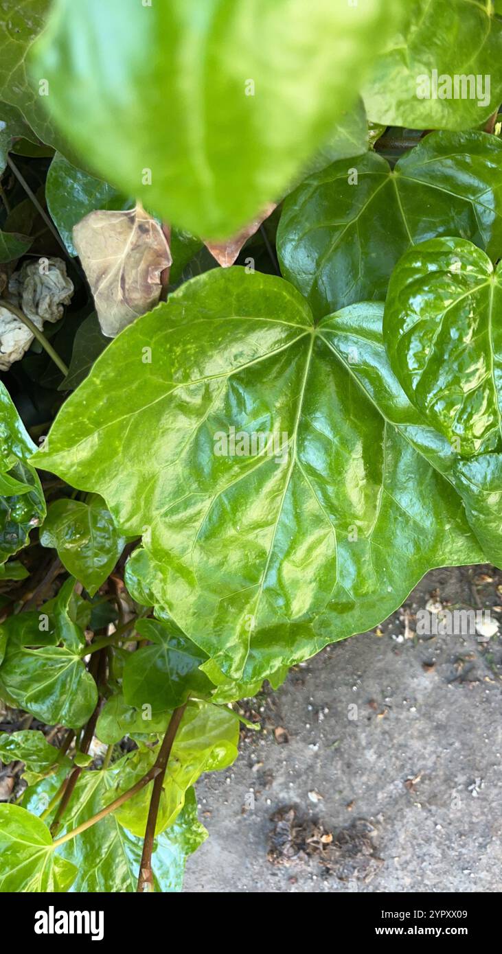 Canary Islands Ivy (Hedera canariensis Stock Photo - Alamy