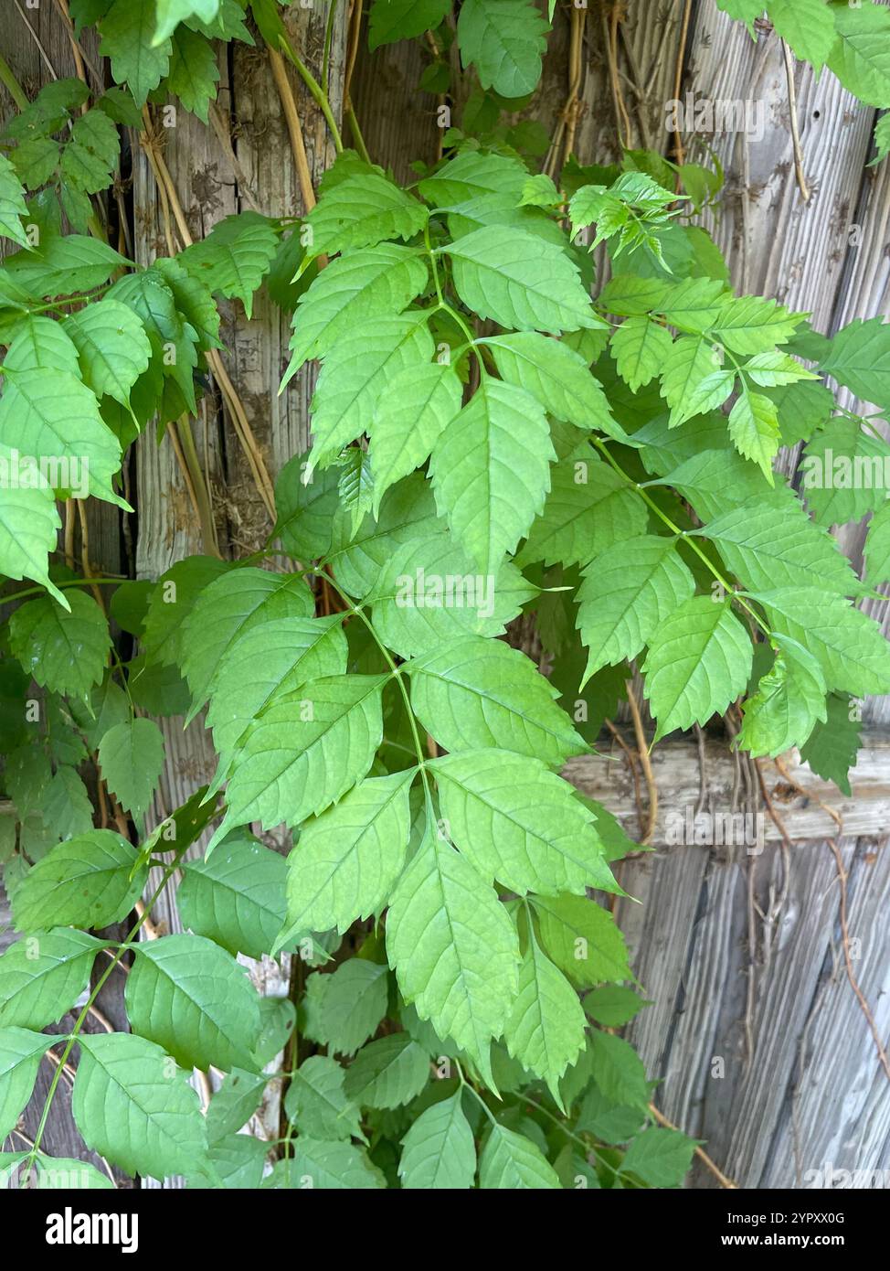 Chinese flame tree (Koelreuteria bipinnata Stock Photo - Alamy