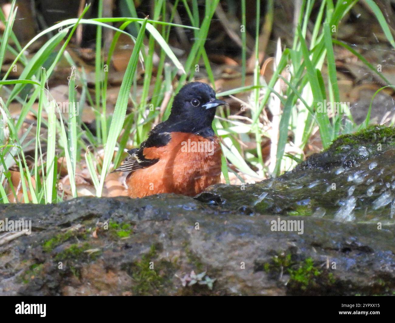 Orchard Oriole (Icterus spurius Stock Photo - Alamy