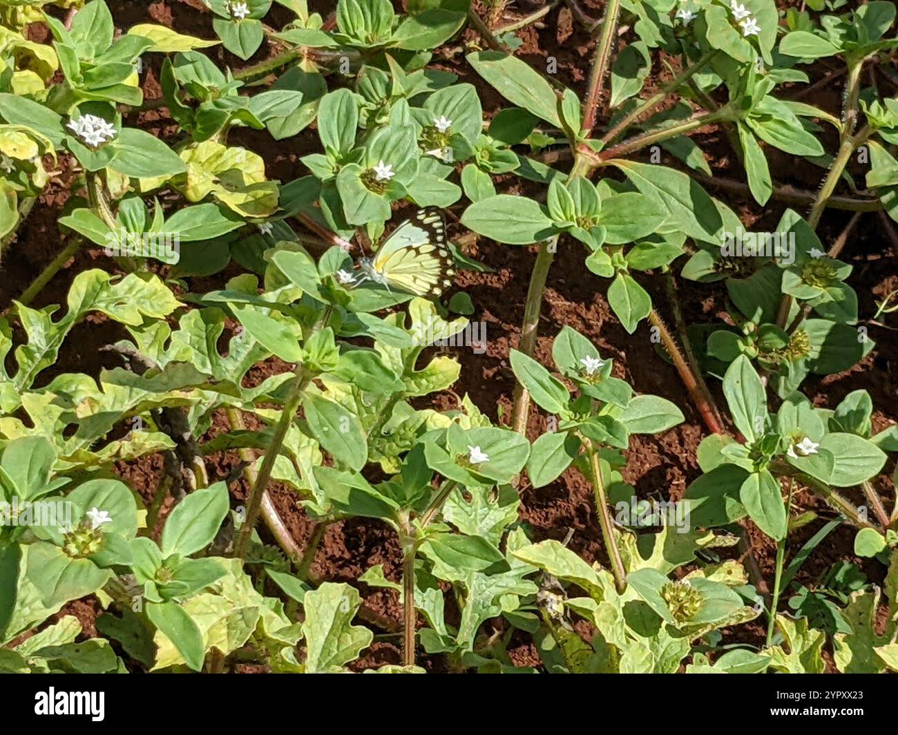 African Common White (Belenois creona severina Stock Photo - Alamy