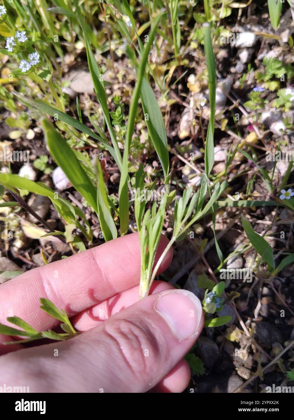 Corn buttercup (Ranunculus arvensis Stock Photo - Alamy