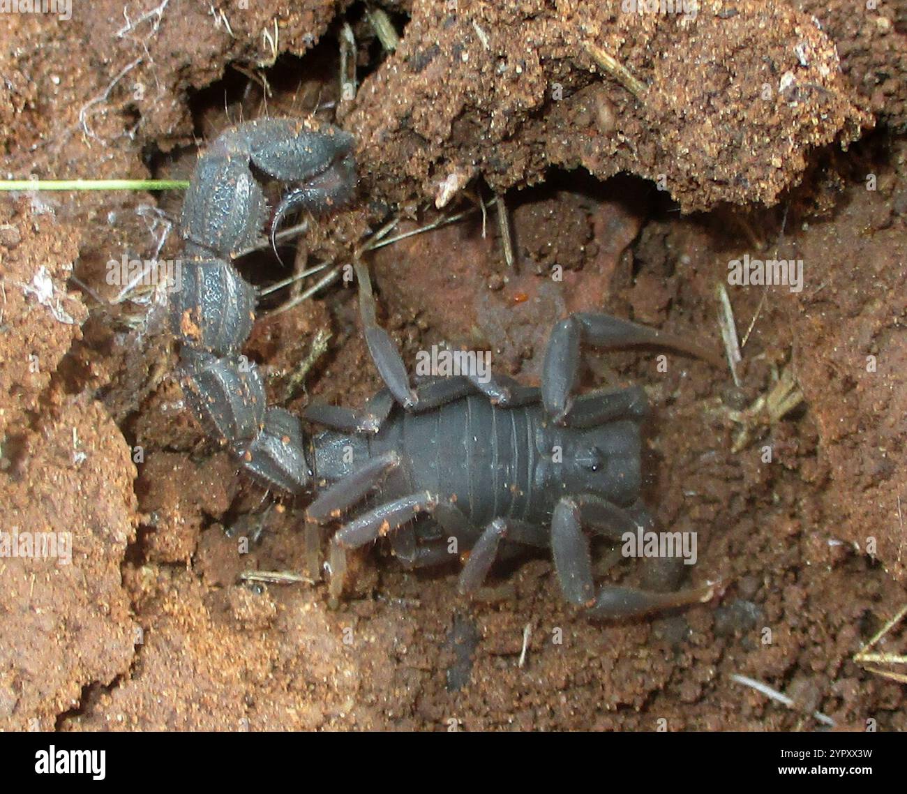 Parabuthus transvaalicus hi-res stock photography and images - Alamy