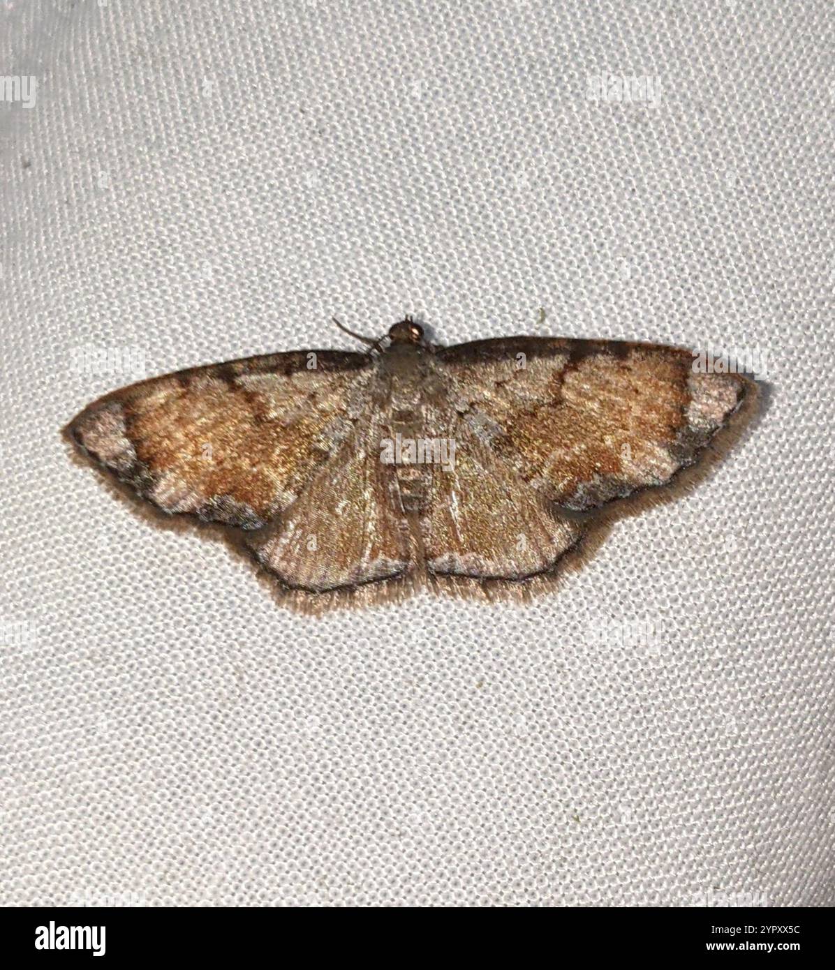 Geometer Moths (Geometridae Stock Photo - Alamy