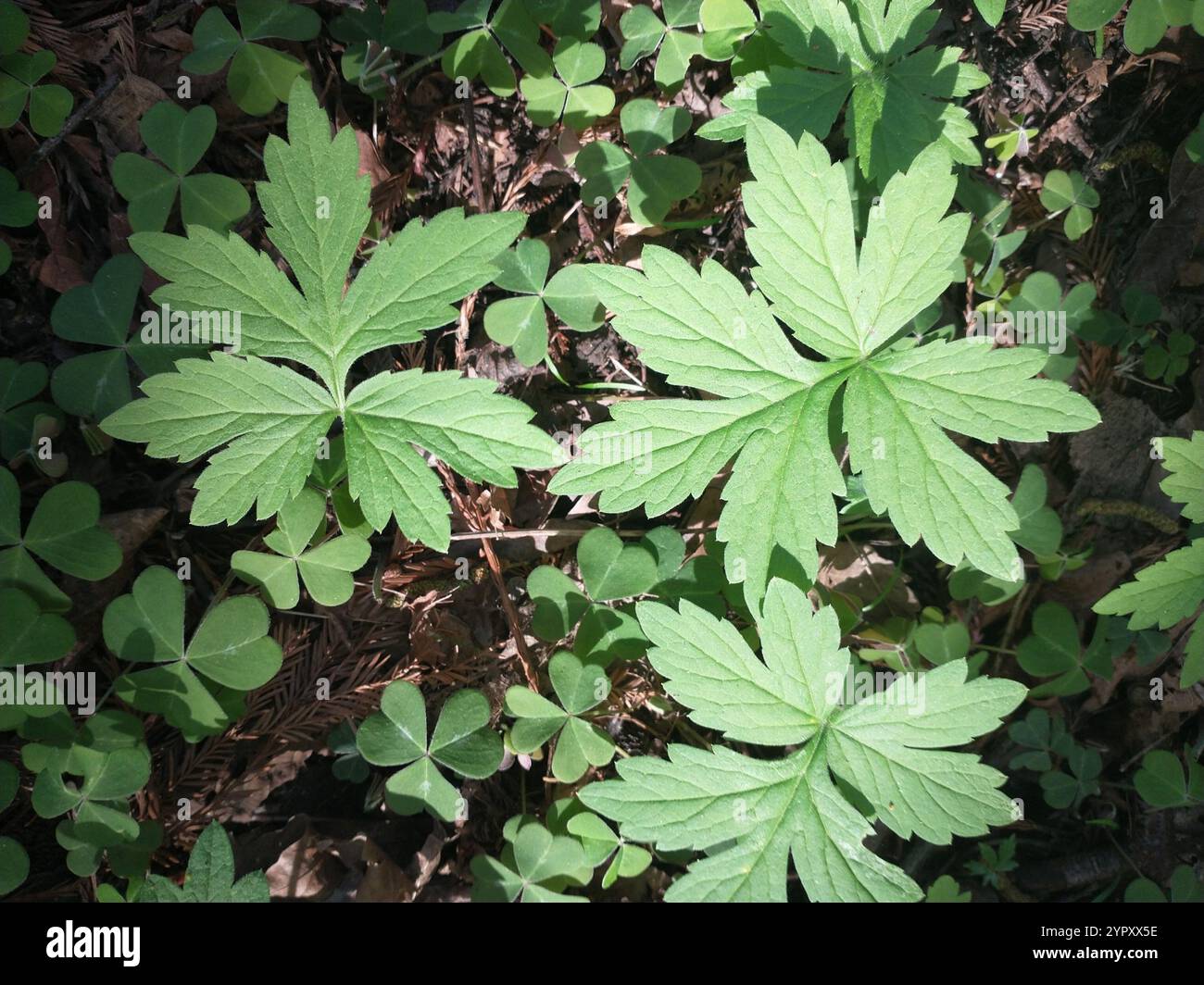Pacific Waterleaf (Hydrophyllum tenuipes Stock Photo - Alamy
