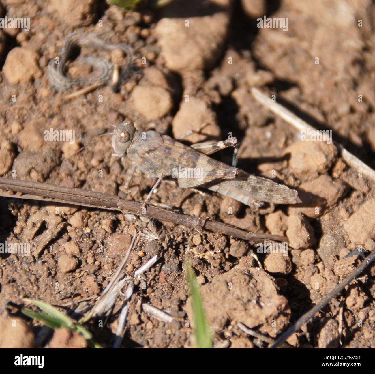 Desert Sand Grasshopper (Sphingonotus rubescens Stock Photo - Alamy