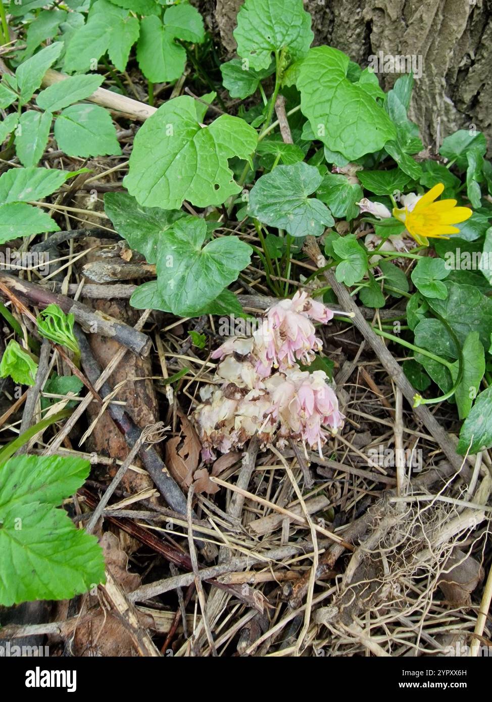 Common Toothwort (Lathraea squamaria Stock Photo - Alamy