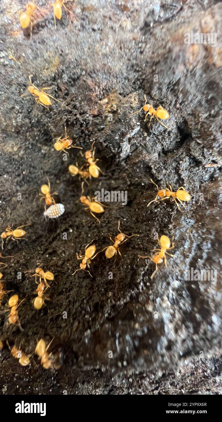 New World Fuzzy Ant (Lasius nearcticus Stock Photo - Alamy