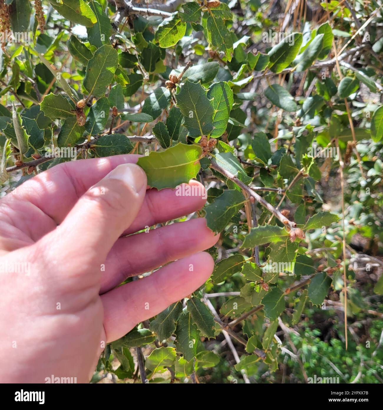 high-latitude oaks (Quercus Stock Photo - Alamy