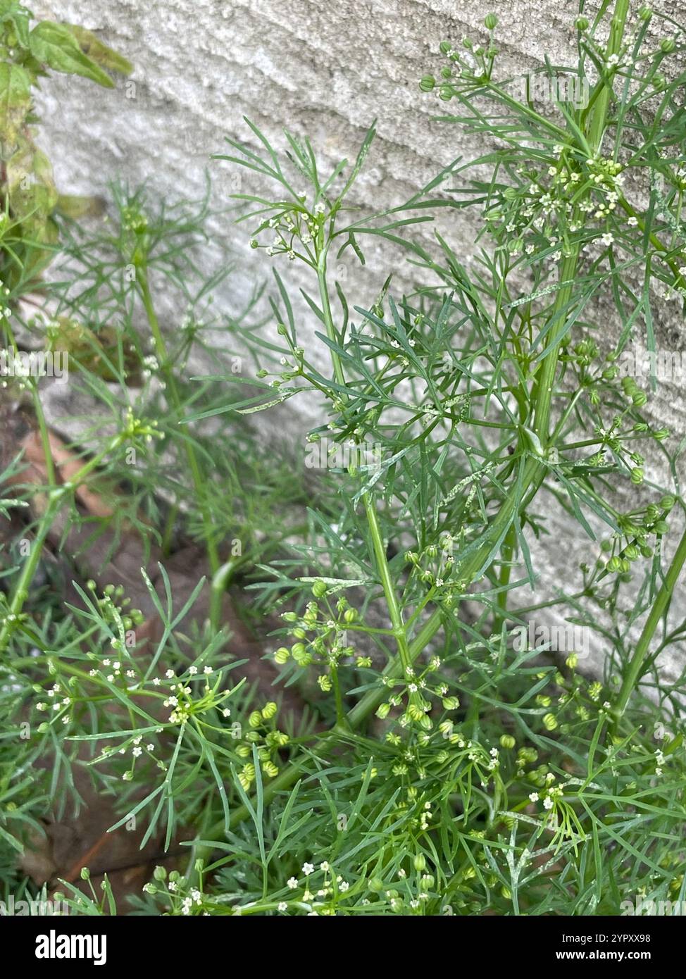 Marsh parsley (Cyclospermum leptophyllum Stock Photo - Alamy