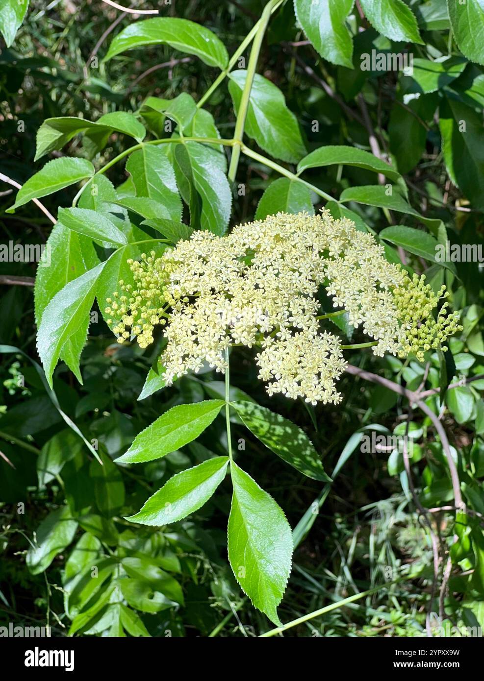 blue elder (Sambucus cerulea Stock Photo - Alamy
