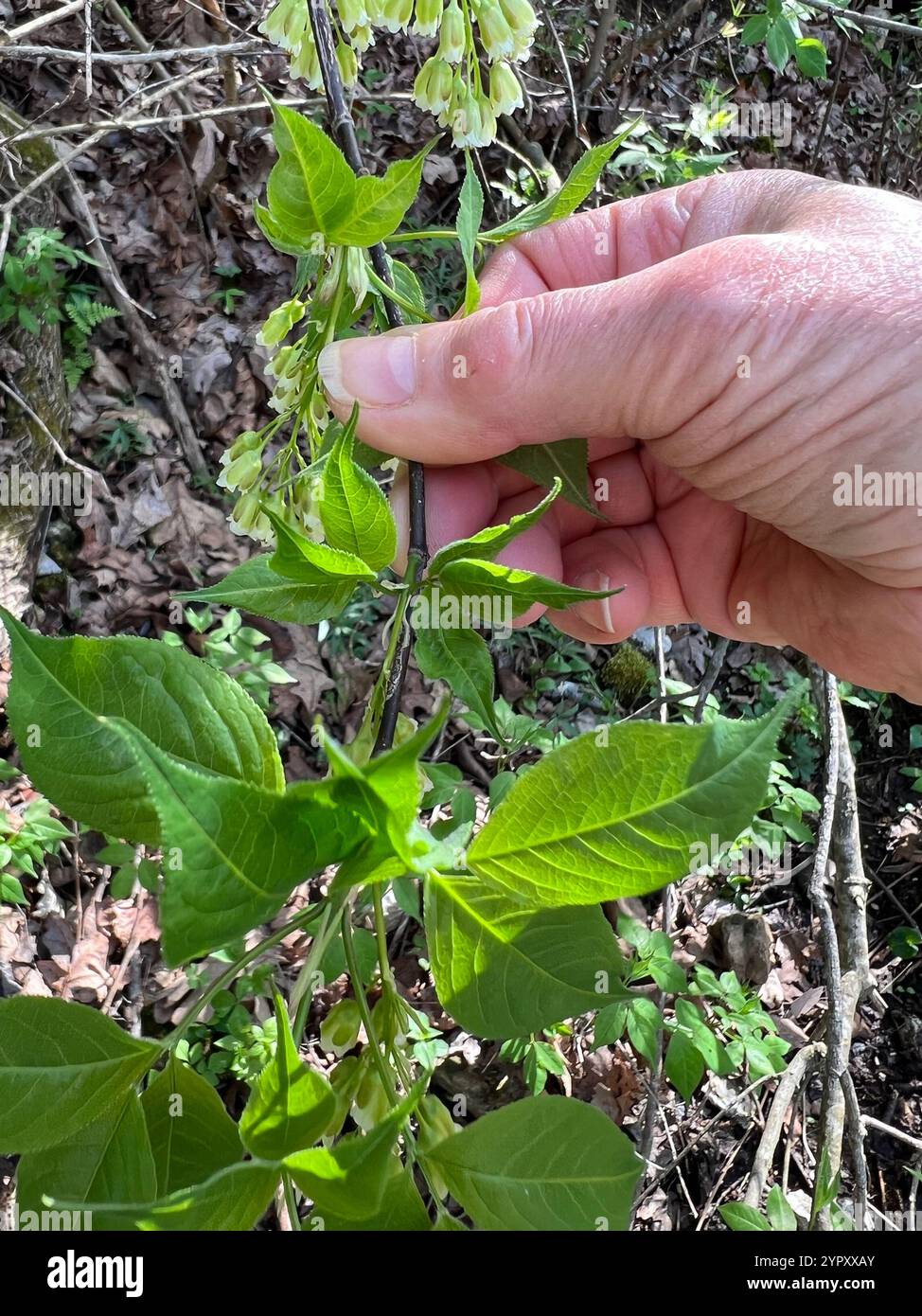 American bladdernut (Staphylea trifolia Stock Photo - Alamy
