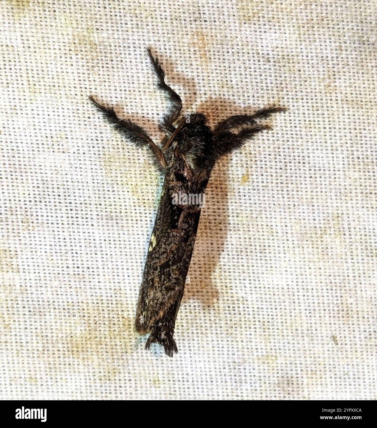 Swift Moths (Hepialidae Stock Photo - Alamy