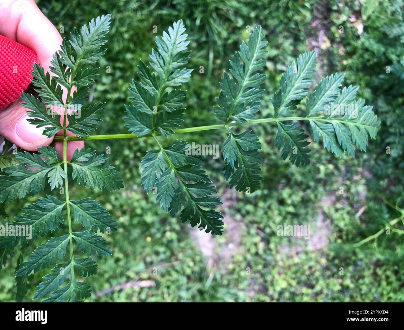 poison hemlock (Conium maculatum Stock Photo - Alamy