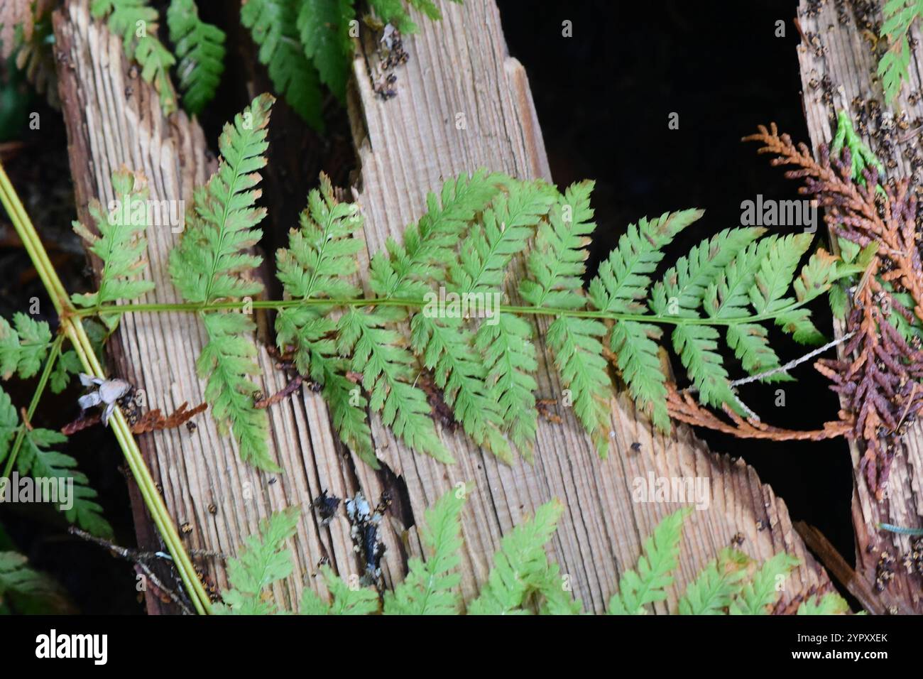 spreading wood fern (Dryopteris expansa Stock Photo - Alamy