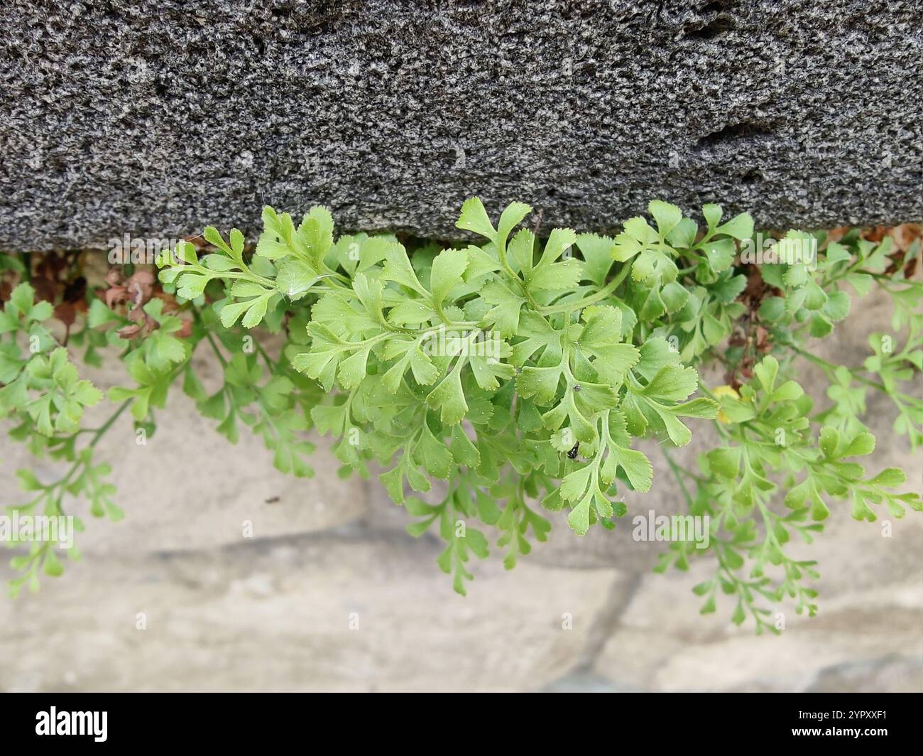 wall-rue (Asplenium ruta-muraria Stock Photo - Alamy