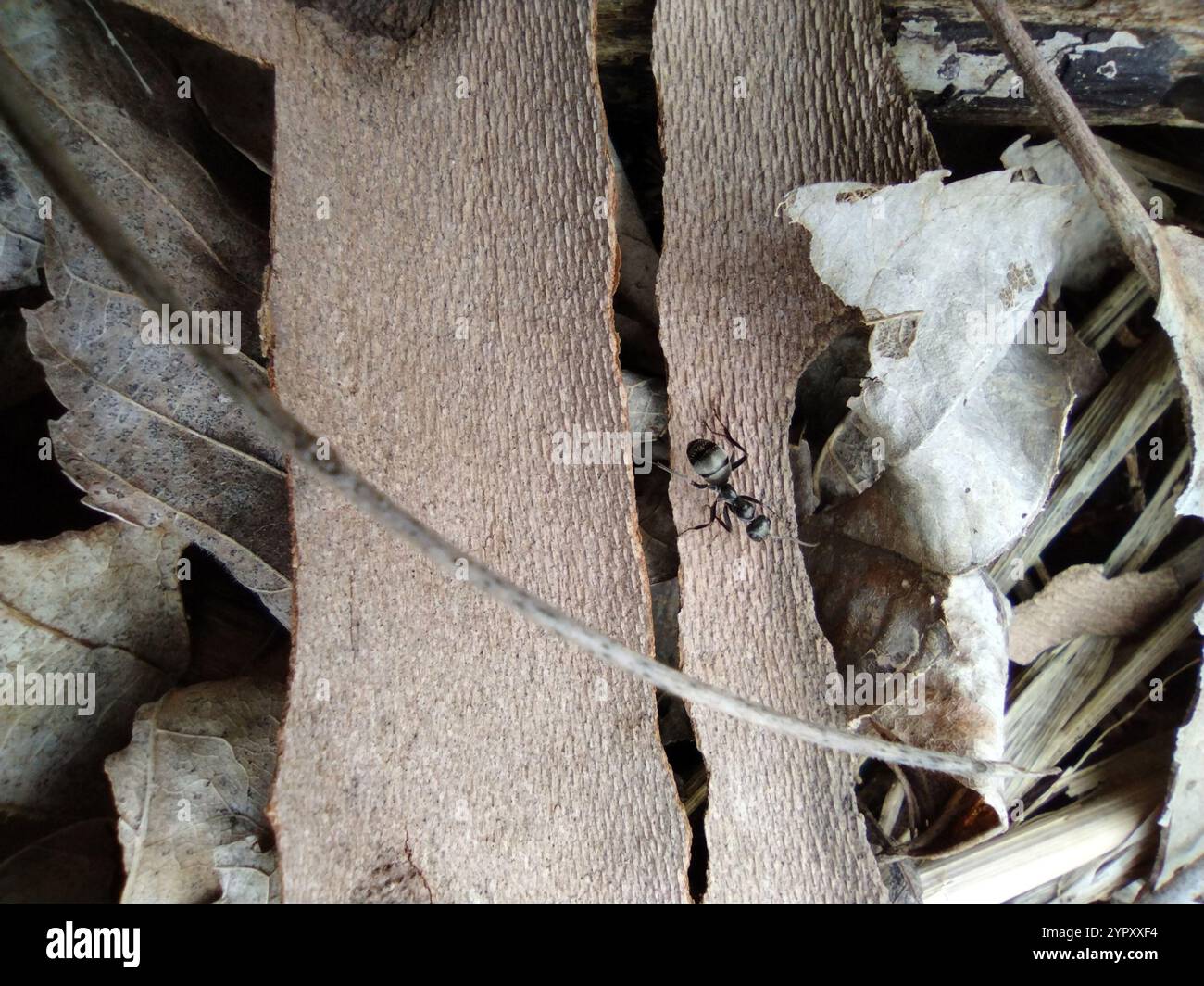Formica subsericea hi-res stock photography and images - Alamy