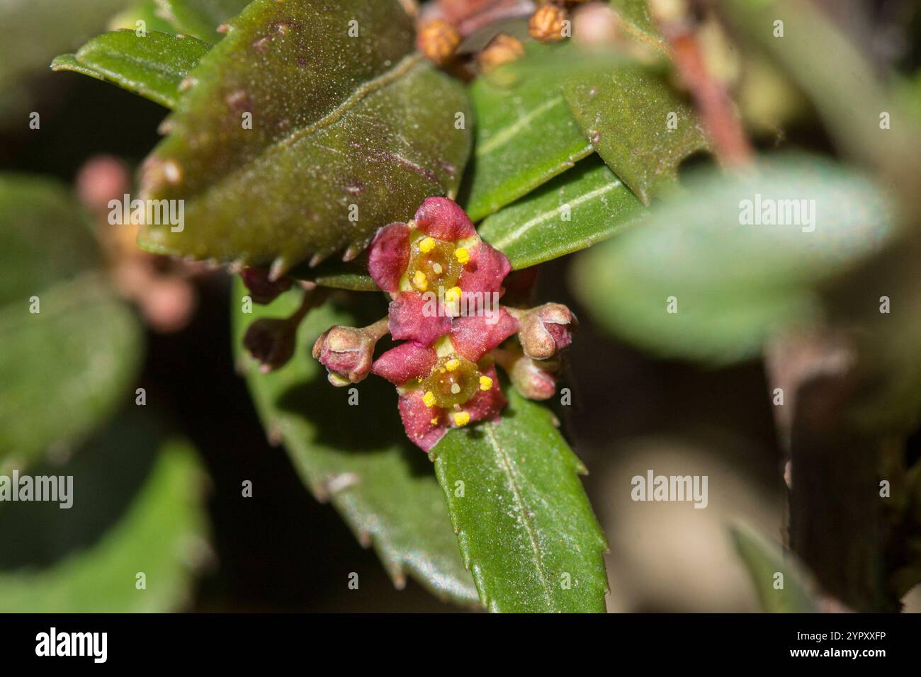 Oregon Boxwood (Paxistima myrsinites Stock Photo - Alamy