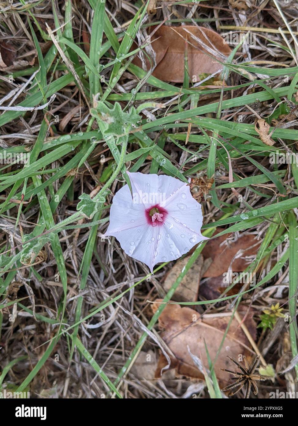 Texas bindweed (Convolvulus equitans Stock Photo - Alamy