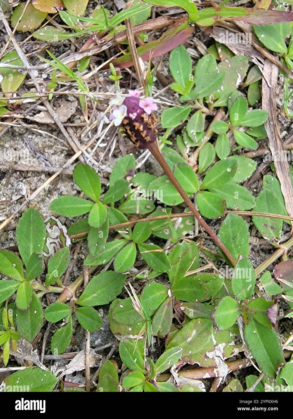 turkey tangle frogfruit (Phyla nodiflora Stock Photo - Alamy