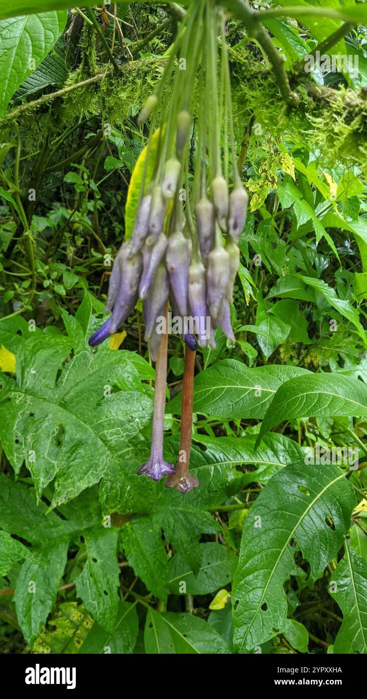Iochroma calycinum hi-res stock photography and images - Alamy
