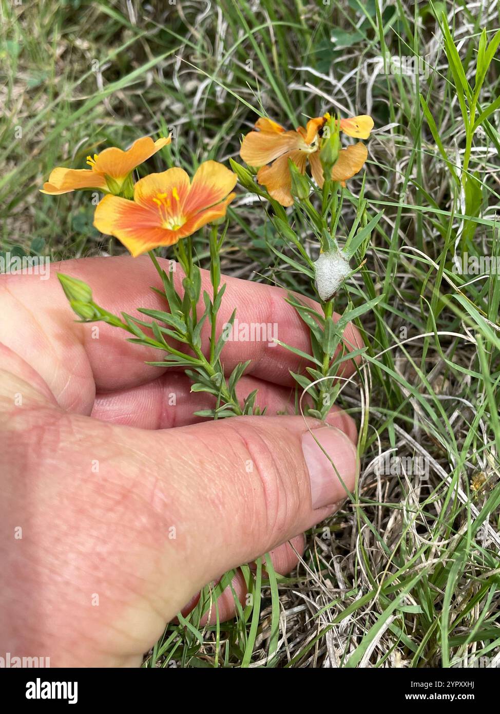 Yellow Flax (Linum rigidum Stock Photo - Alamy