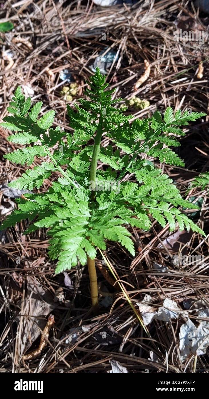rattlesnake fern (Botrypus virginianus Stock Photo - Alamy