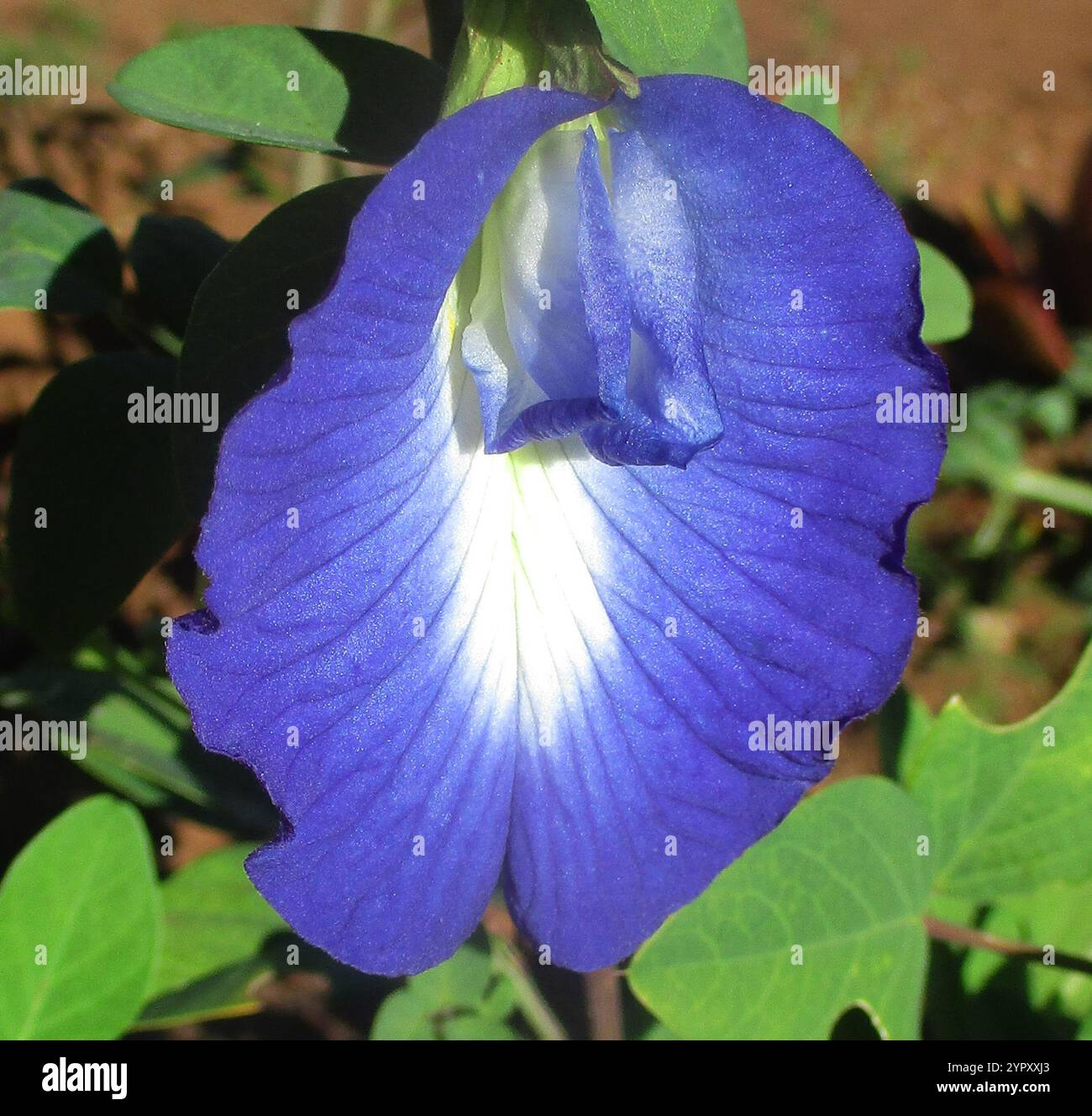 Blue Pea (Clitoria ternatea Stock Photo - Alamy